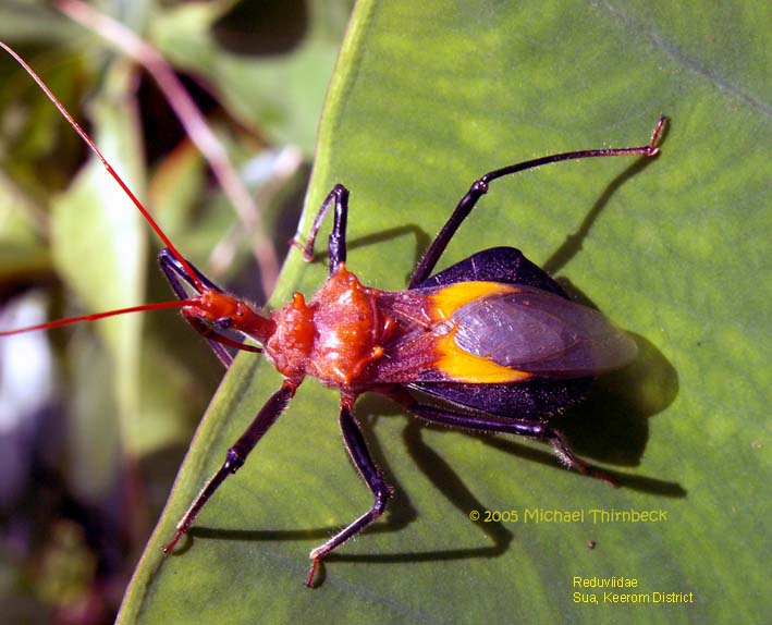 Papua Insects Foundation (Hemiptera/Heteroptera)